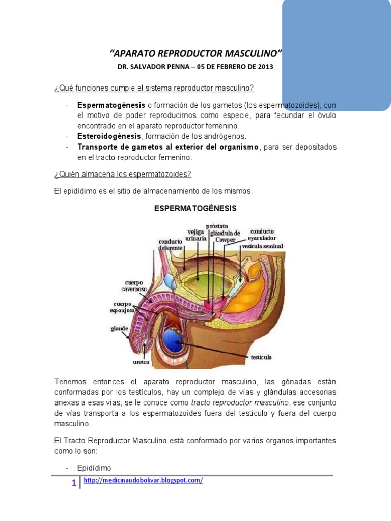 Aparato Reproductor Masculino | PDF