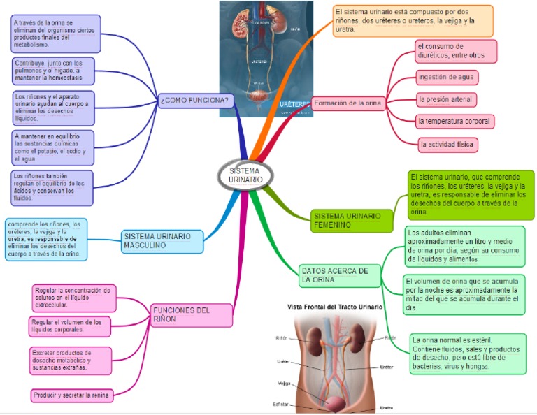 Mapa Mental Sistema Urinario | PDF