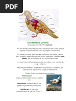 Mapa Conceptual Bello de Las Aves | PDF