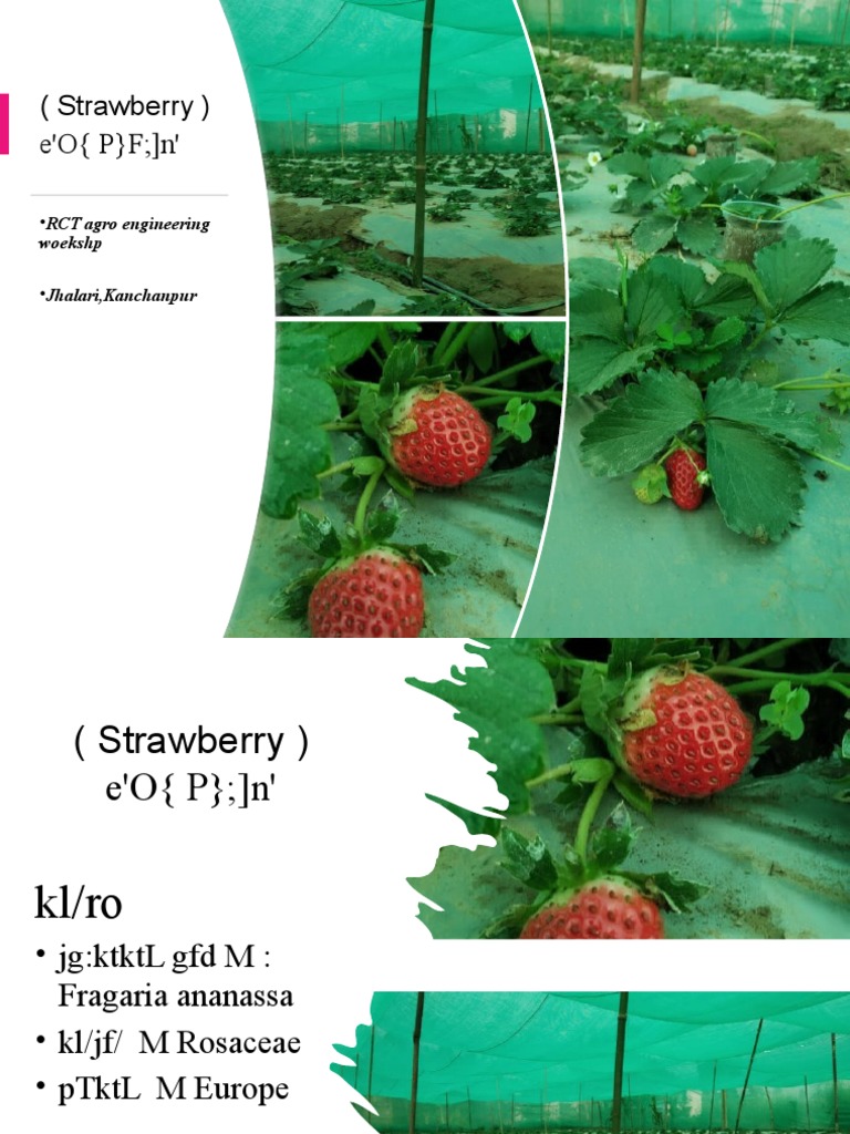 Cultivation of Strawberry: A Report on Strawberry Farming Techniques ...