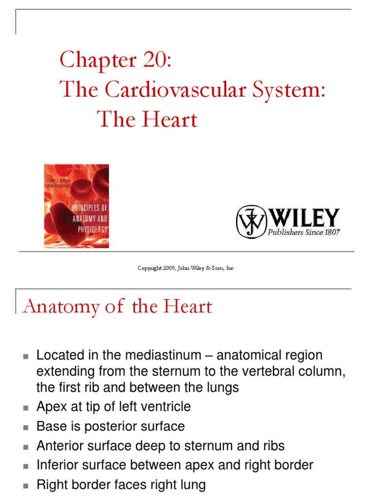 CH 20 CVS - Physiology and Anatomy Notes | PDF | Heart Valve | Coronary ...