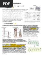 Estructura y Función de Fotorreceptores | PDF | Percepción visual ...
