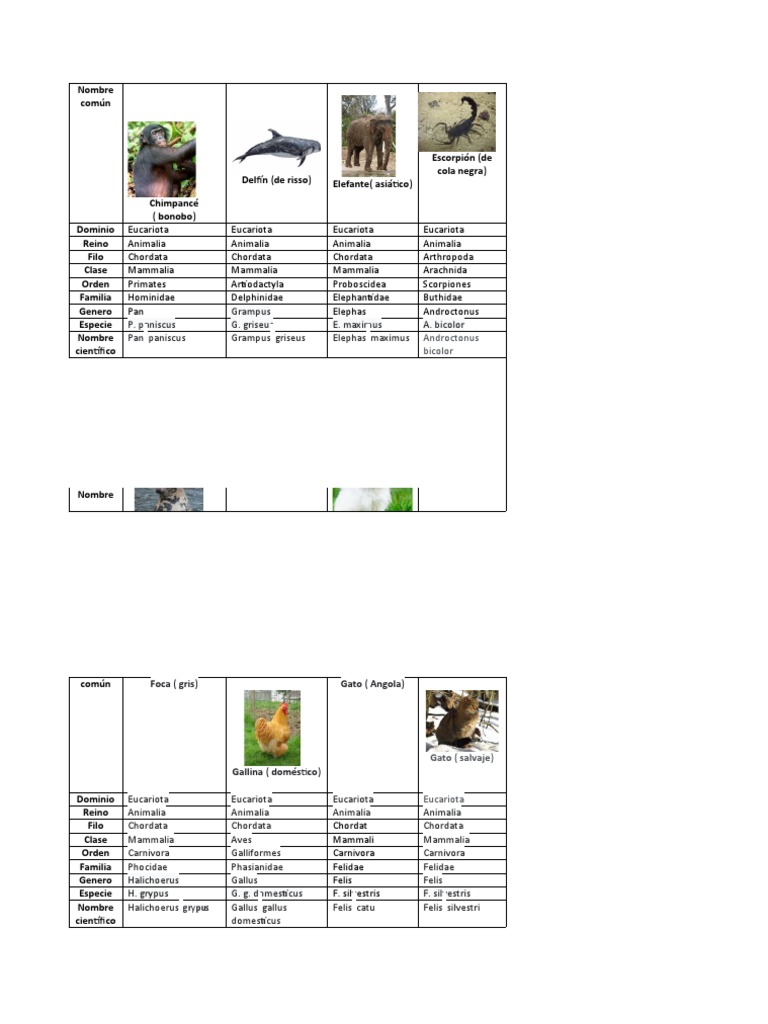 Clasificacion Taxonomía de Animales 2 | PDF | Équidos | Taxa