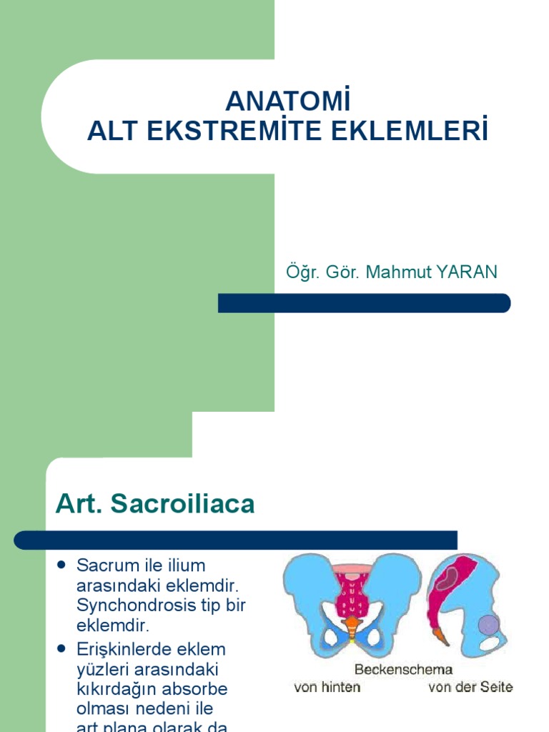 Alt Ekstremi̇te Eklemler | PDF