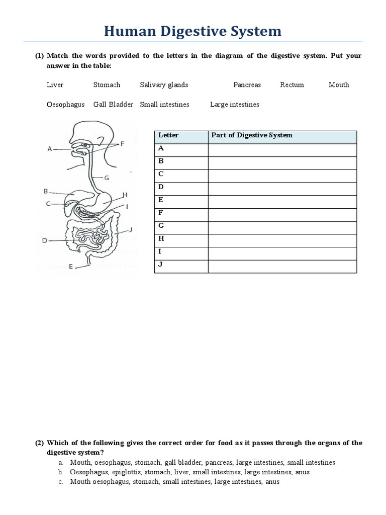 Human Digestive System worksheet | PDF | Human Digestive System | Stomach