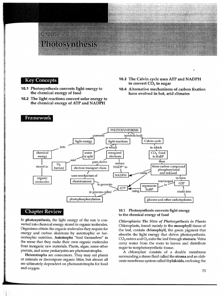 Photosynthesis Study Guide | PDF