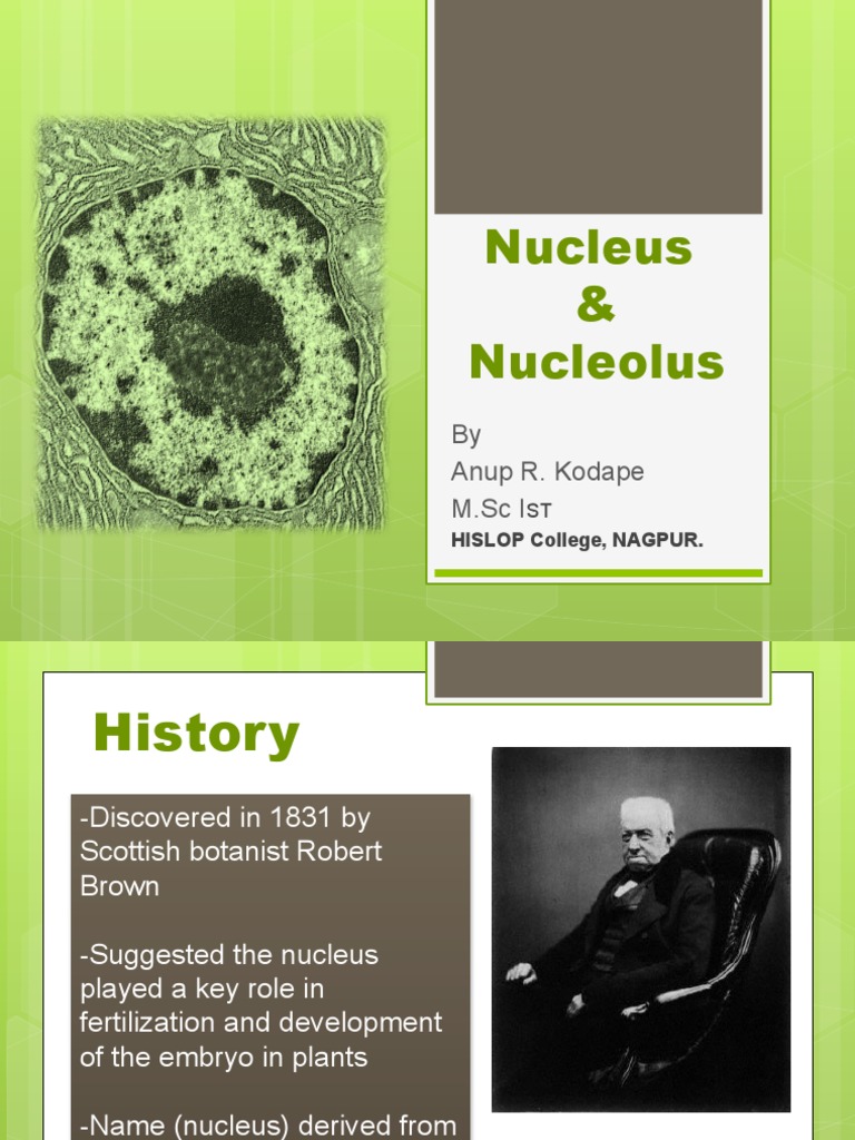 Nucleus & Nucleolus: by Anup R. Kodape M.SC I | PDF | Cell Nucleus | Cell (Biology)