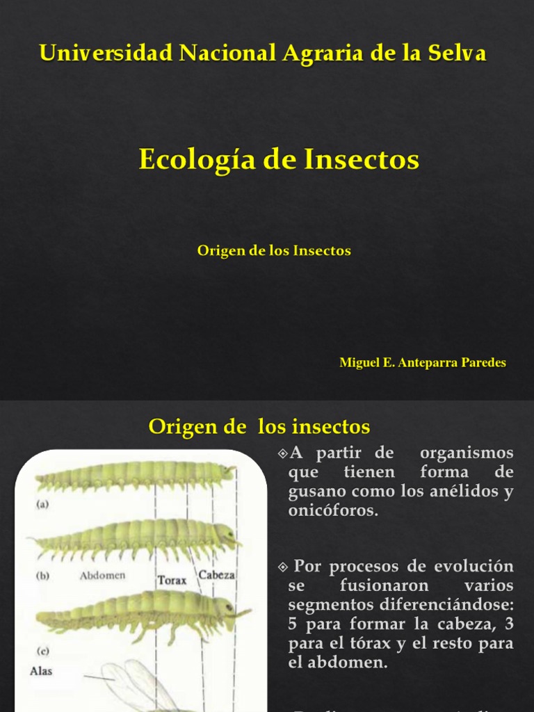 Origen de La Tagmosis de Un Insecto | PDF | Insectos | Hexapoda