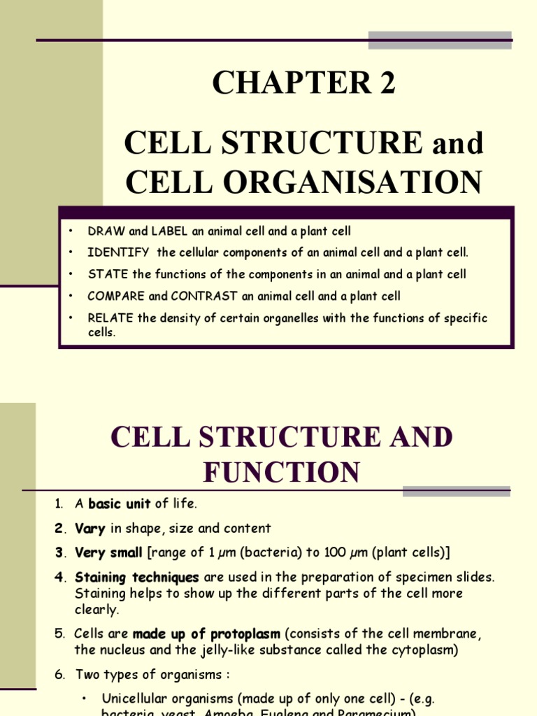 Cell Structure and Cell Organisation | PDF | Endoplasmic Reticulum ...