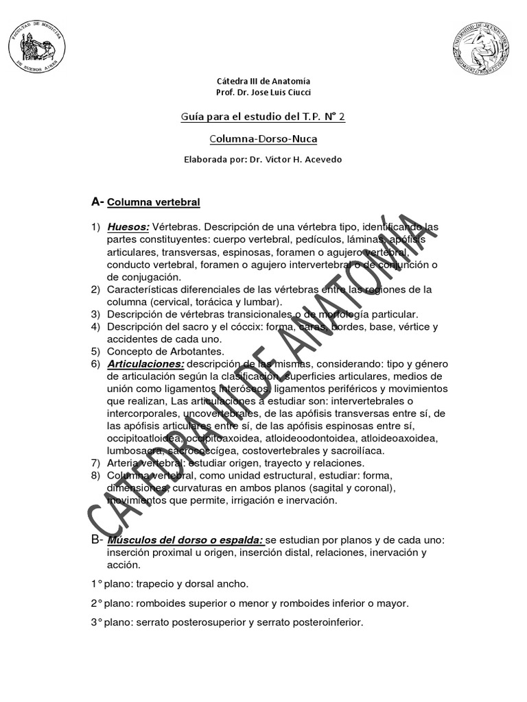 Guia TP 2-Columna-Dorso-Nuca | PDF | La columna vertebral | Vértebra