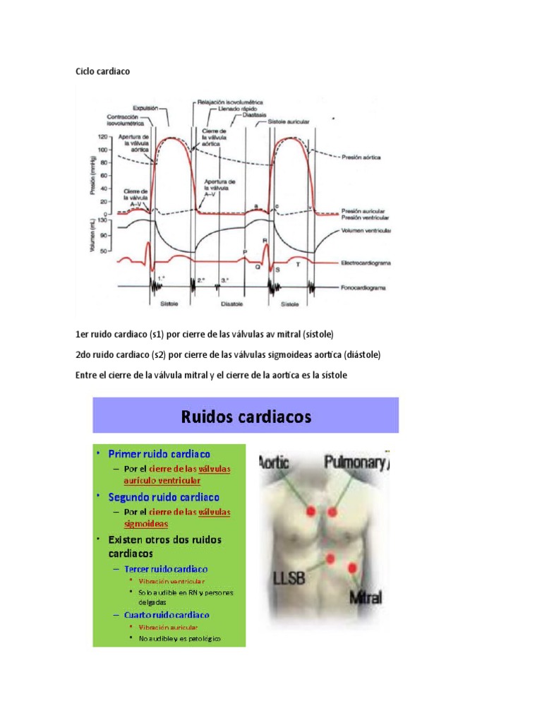 Ciclo Cardiaco y Ruidos Cardiacos | PDF