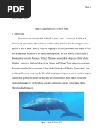Blue Whale: Adaptations and Conservation | PDF | Whales | Cetacea