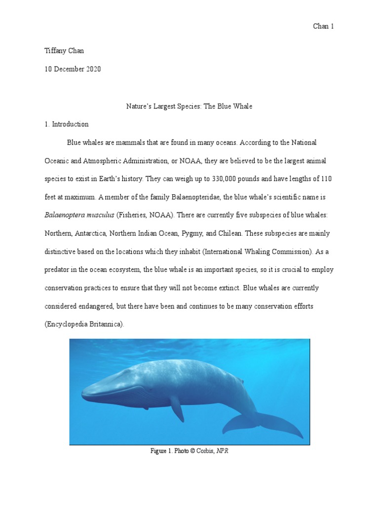 Blue Whale Species Report | PDF | Whales | Climate Change