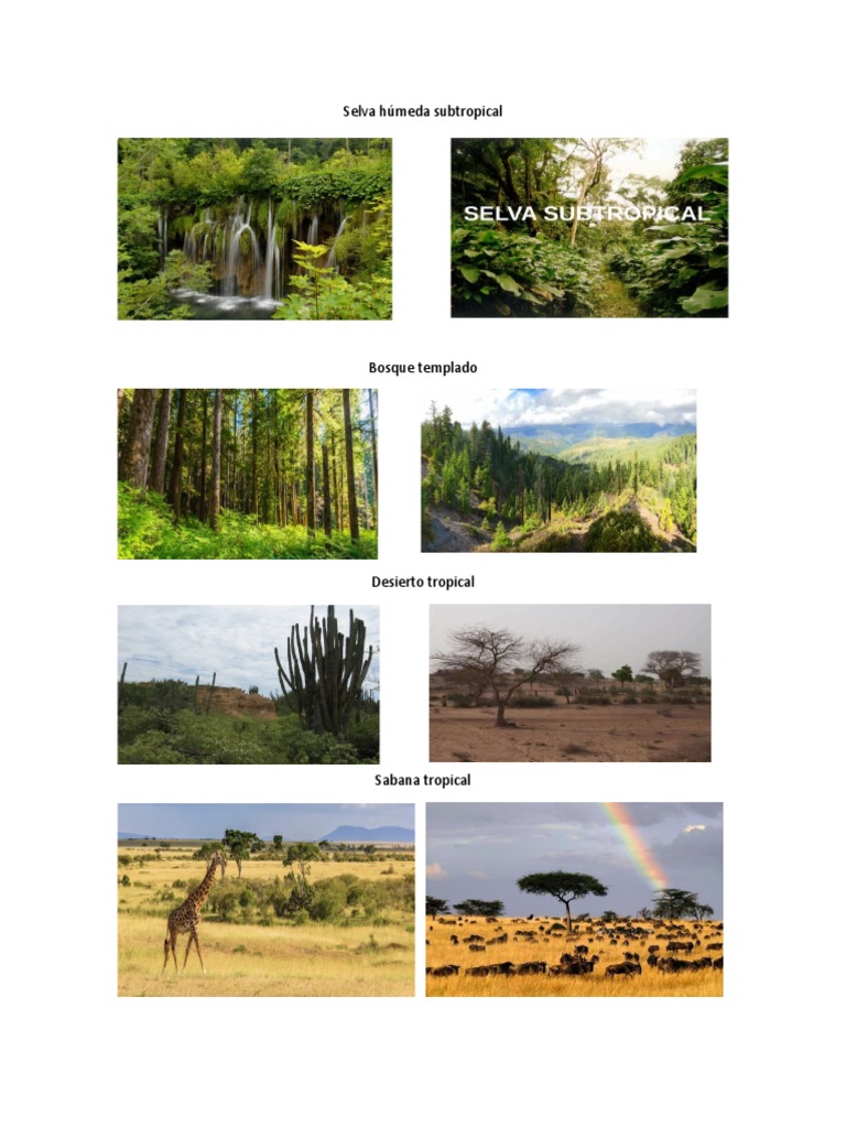 Selva Húmeda Subtropical | PDF