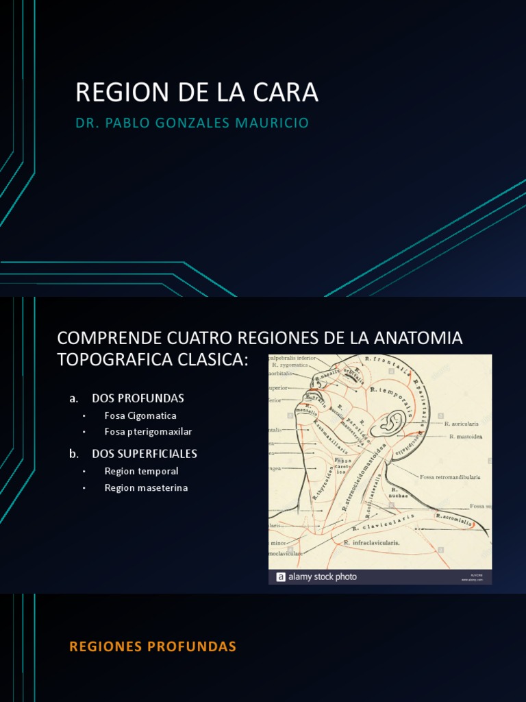 Regiones de La Cara2021 | PDF | Anatomía | Sistema musculoesquelético