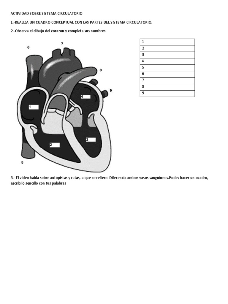 Actividad Sobre Sistema Circulatorio | PDF