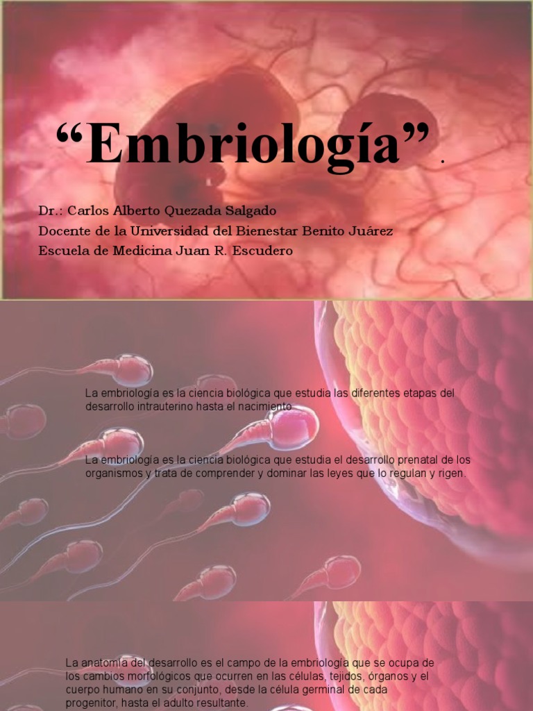 Embriología | PDF | Implantación (embrión humano) | Mitosis