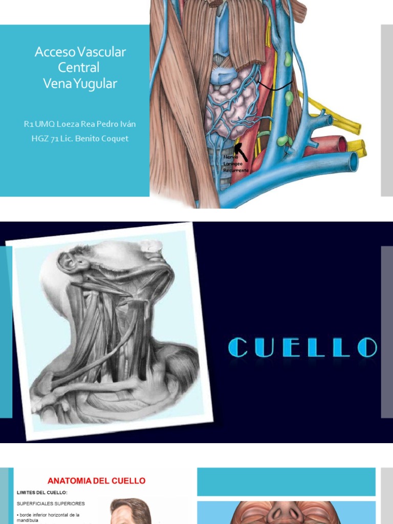 Acceso Yugular | PDF | Sistema cardiovascular | Anatomía humana