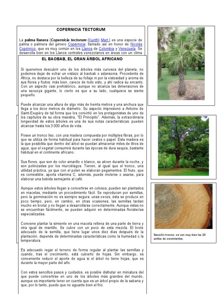 Copernicia tectorum: Palma Llanera de Colombia y Venezuela | PDF | Arce ...