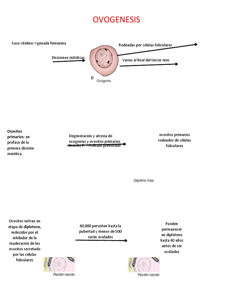 Proceso de la ovogénesis desde la formación de los ovocitos primarios ...