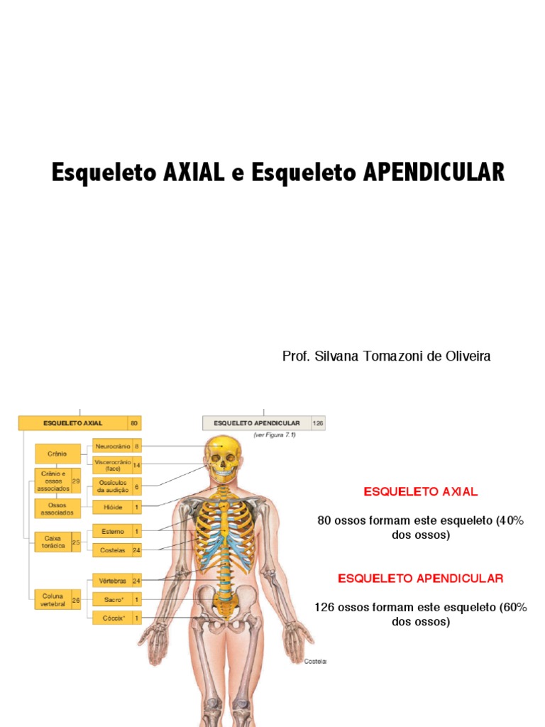 Esqueleto Axial e Esqueleto Apendicular | PDF | Esqueleto | Vértebra
