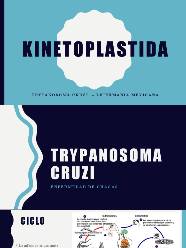 KINETOPLASTIDA | PDF | Especialidades Medicas | Medicina CLINICA