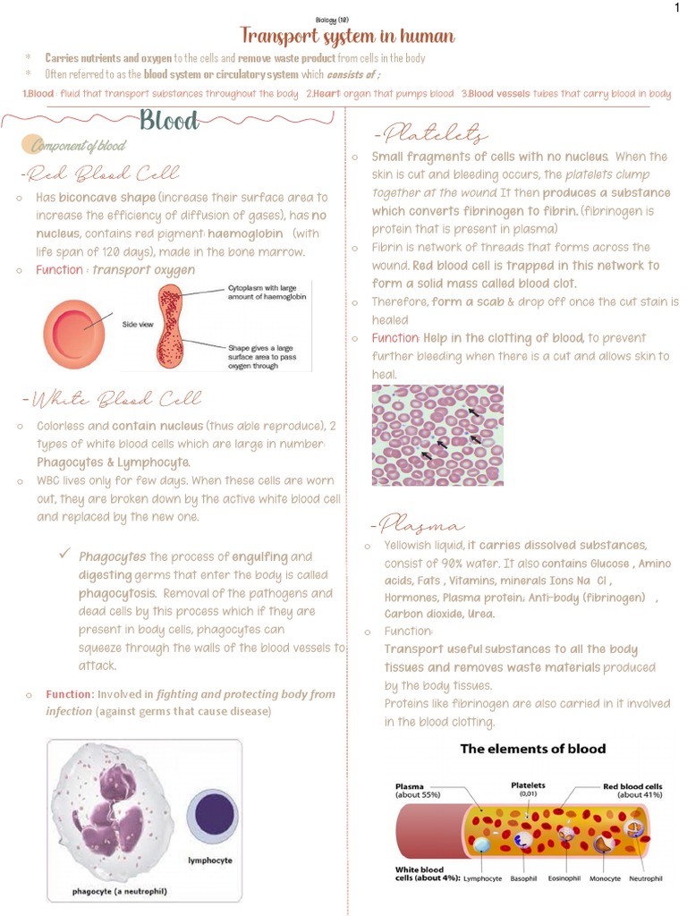 Biology Year 10 Transport System in Human | PDF