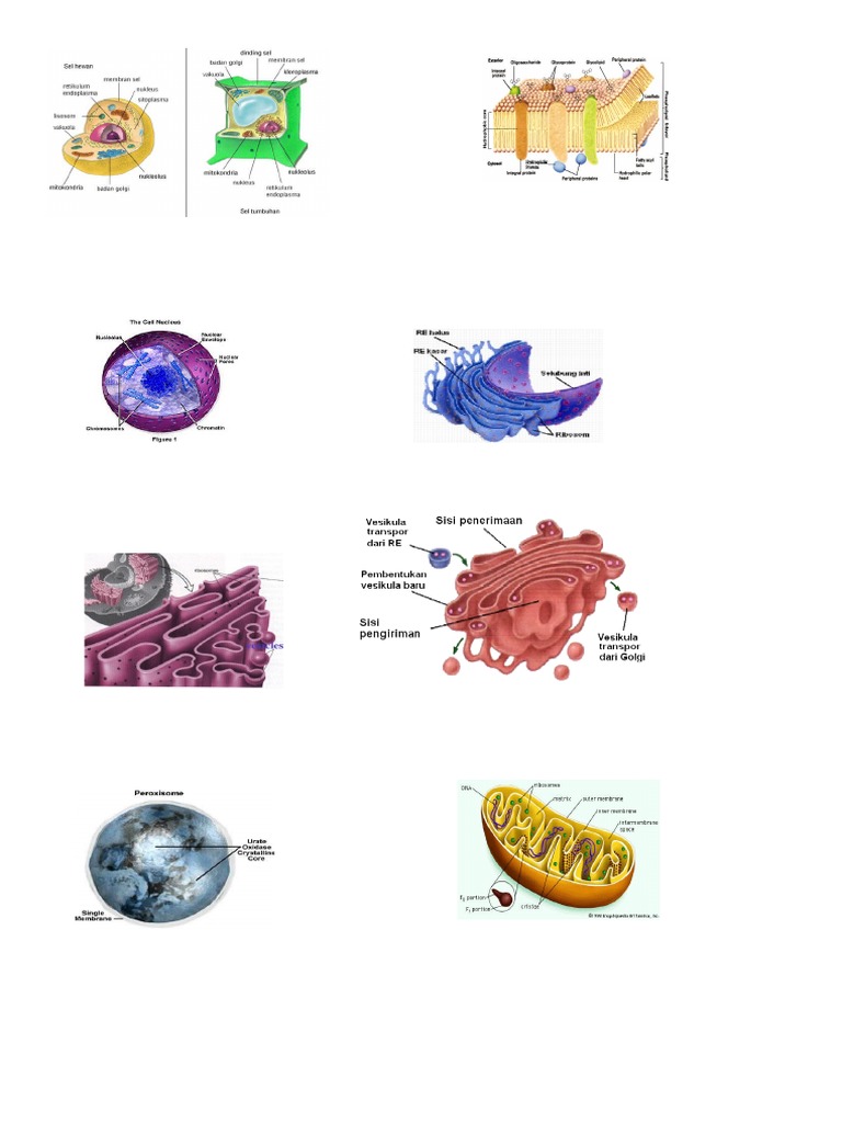 Gambar Organel Sel | PDF