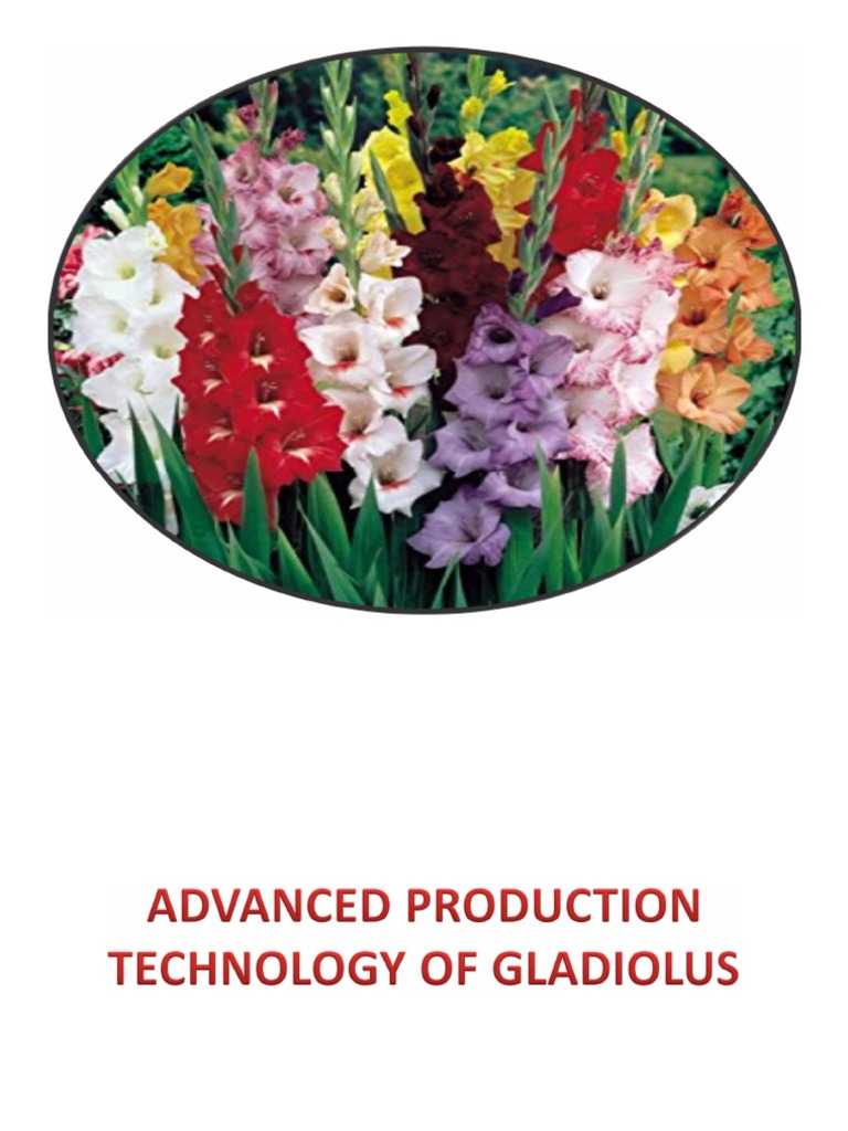 Gladiolus Final PDF | PDF | Mulch | Soil