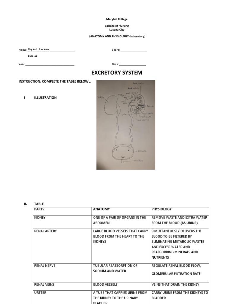 Excretory System: Instruction: Complete The Table Below | PDF | Kidney ...