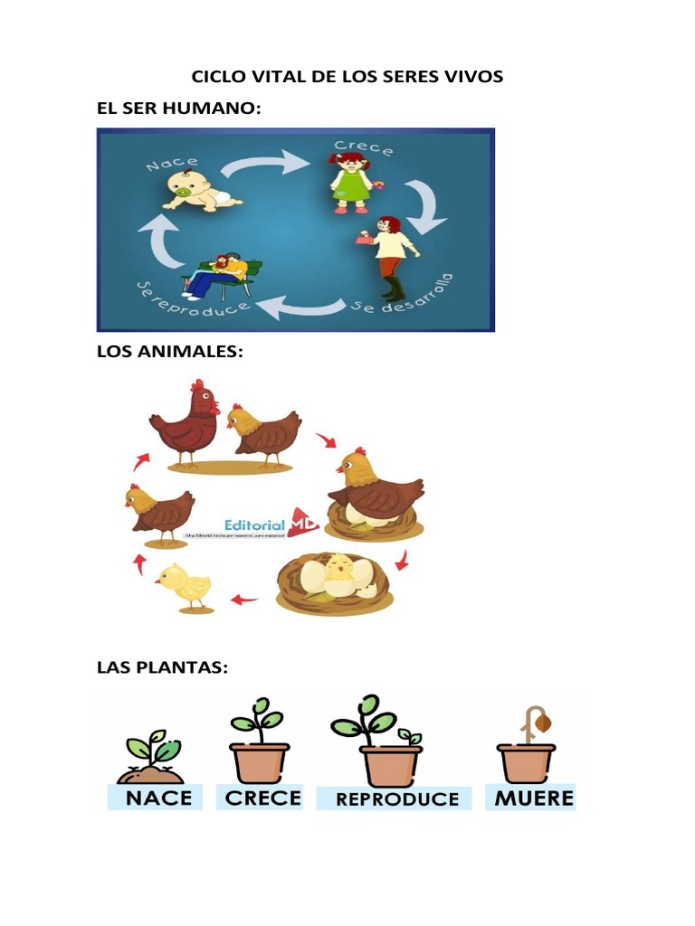 Ciclo Vital de Los Seres Vivos | PDF