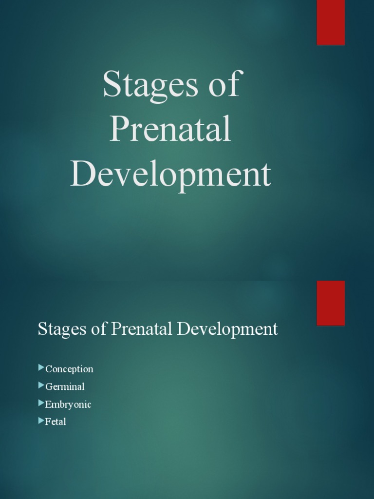 Stages of Prenatal Development | PDF | Fetus | Prenatal Development