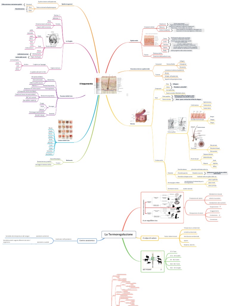 Anatomia I Mappe Concettuali | PDF