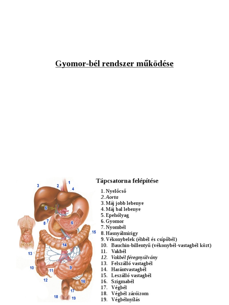Gyomor Bélrendszer Működése | PDF