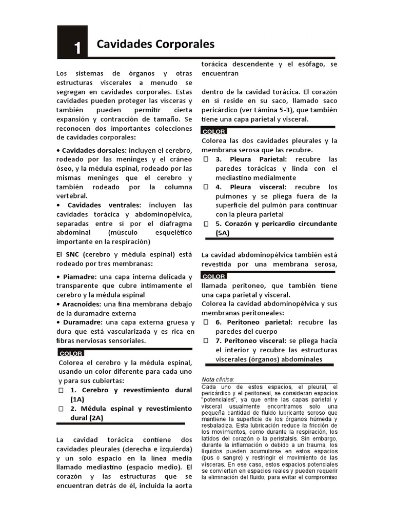 Netter Lámina Cavidades | PDF | Corazón | Anatomía