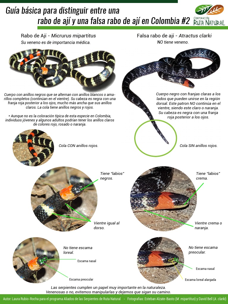 Guía Básica para Distinguir Entre Una Rabo de Ají y Una Falsa Rabo de ...