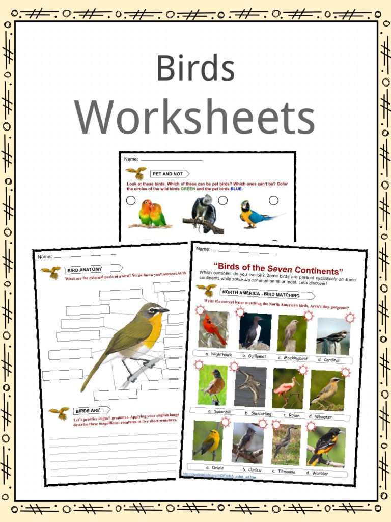 Birds Worksheets | PDF | Birds | Ornithology