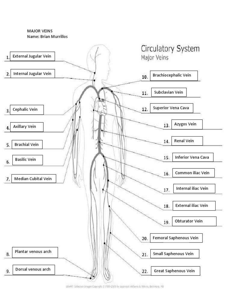Major Human Veins Overview | PDF