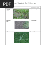 A List of Forage Grasses and Scoentific Name | PDF | Legume | Clover