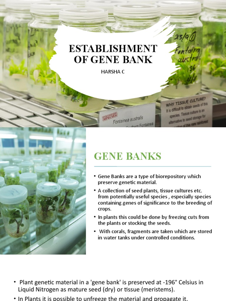 Establishment of Gene Bank: Harsha C | PDF | Organisms | Nature