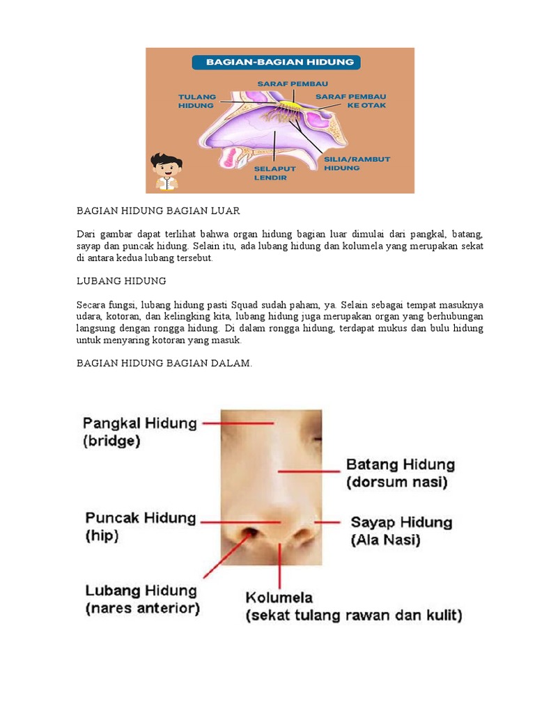 Bagian Hidung Bagian Luar | PDF