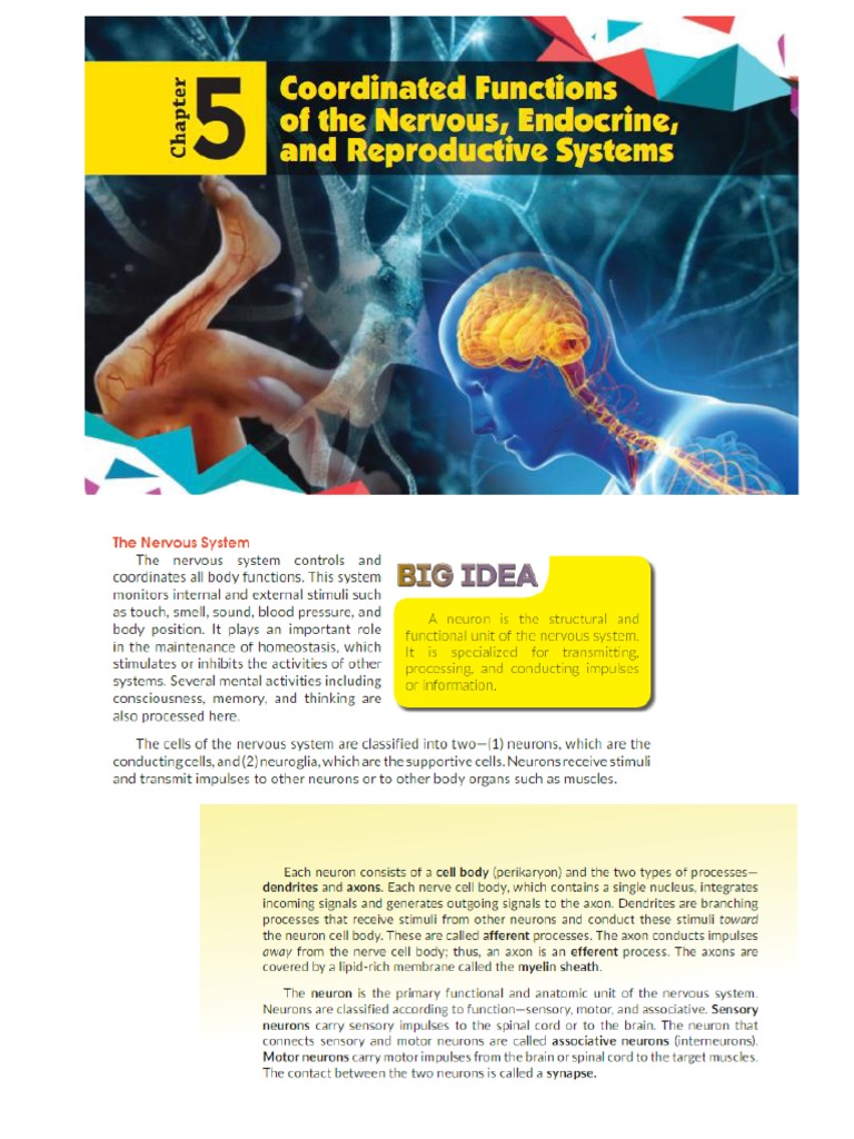Science10 - Coordinated Functions of Nervous Endocrine and Reproductive Systems | PDF