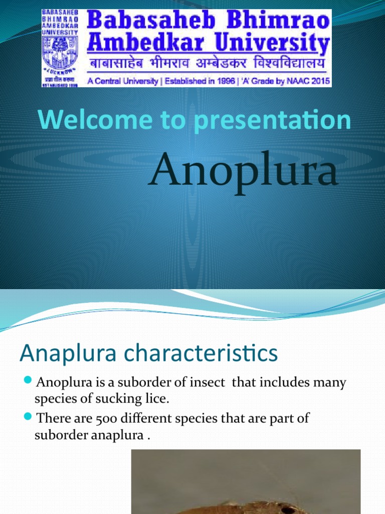 Anoplura | PDF