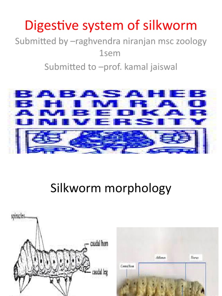 The Anatomy and Functions of the Digestive System in Silkworm Larvae ...
