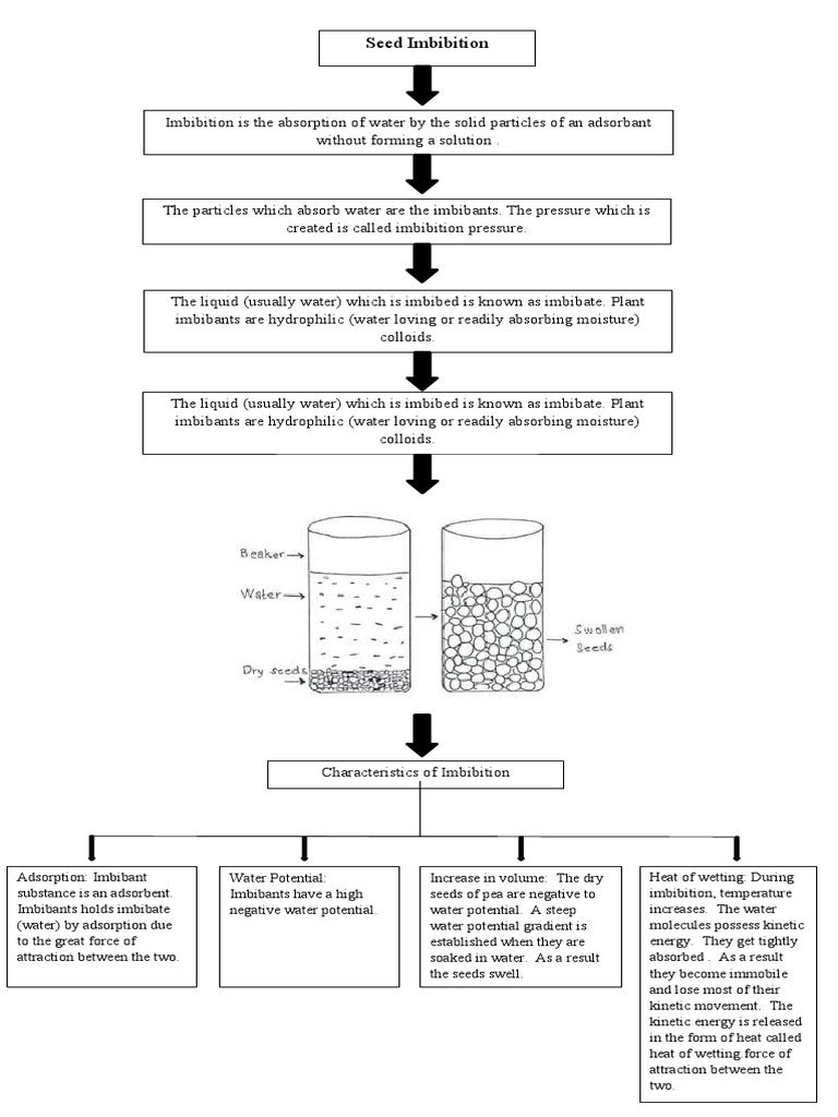 Seed Imbibition: Water Absorption Process | PDF | Adsorption | Hydrophile