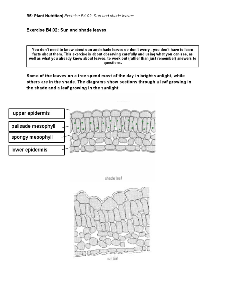 Sun vs Shade Leaves: Structure Analysis | PDF | Science & Mathematics