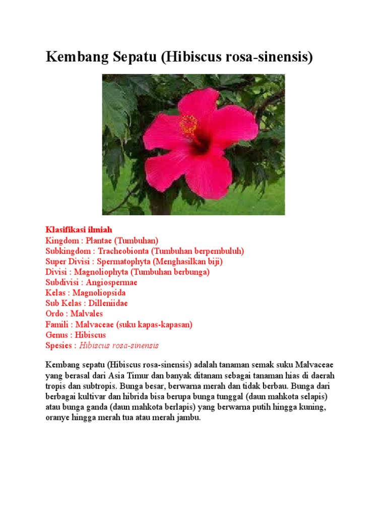 MORFOLOGI DAN STRUKTUR BUNGA KEMBANG SEPATU | PDF