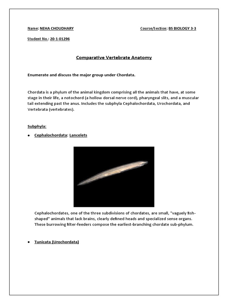 Comparative Vertebrate Anatomy Overview | PDF | Zoology | Chordates