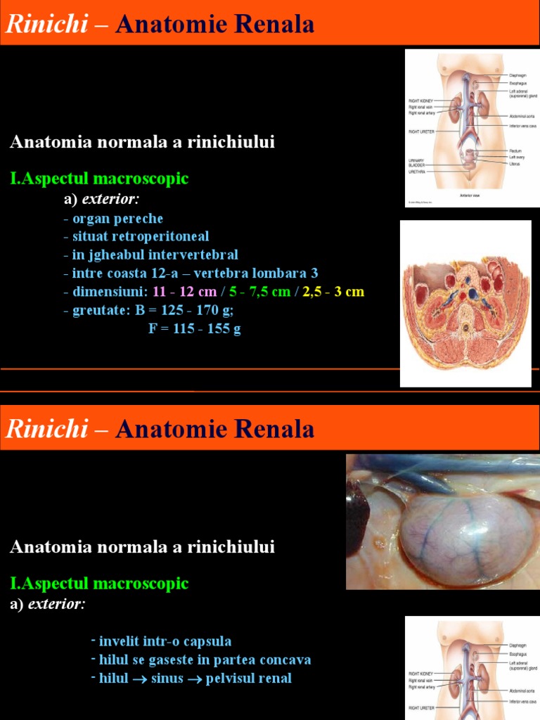 C1 - Anatomie Rinichi | PDF