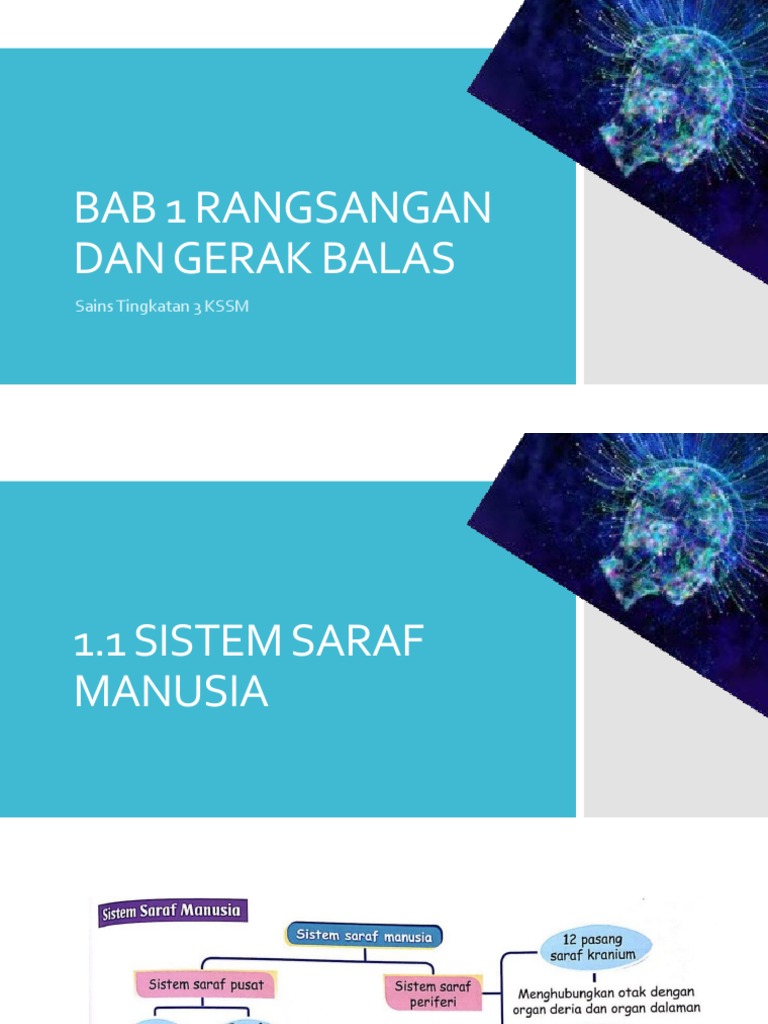 Rangsangan dan Gerak Balas Tingkatan 3 | PDF